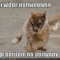 These Cats Do Not Exist