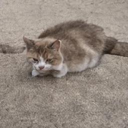 These Cats Do Not Exist