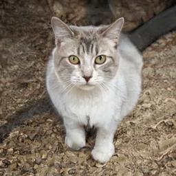 These Cats Do Not Exist