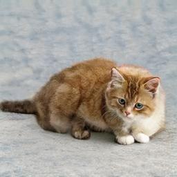 Follow @nathangloverAUS