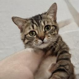 These Cats Do Not Exist