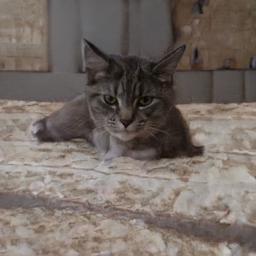 These Cats Do Not Exist