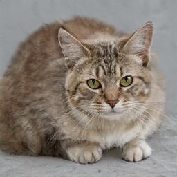 These Cats Do Not Exist