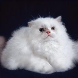 Follow @nathangloverAUS