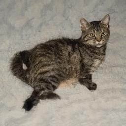 These Cats Do Not Exist