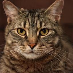 These Cats Do Not Exist