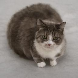 These Cats Do Not Exist