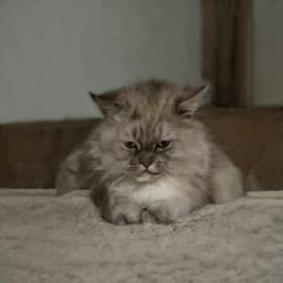 These Cats Do Not Exist