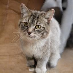 These Cats Do Not Exist