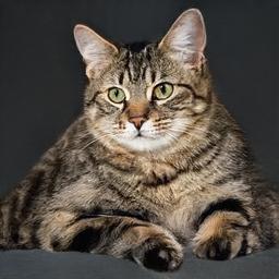 Follow @nathangloverAUS