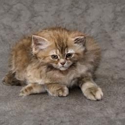 Follow @nathangloverAUS