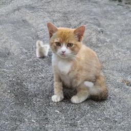 These Cats Do Not Exist