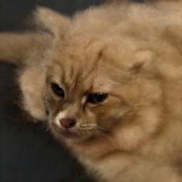 These Cats Do Not Exist