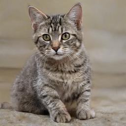 These Cats Do Not Exist