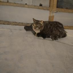 These Cats Do Not Exist