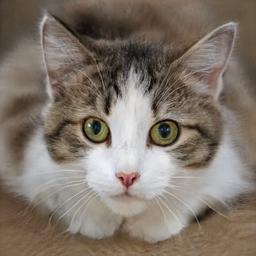 Follow @nathangloverAUS