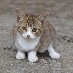 Follow @nathangloverAUS