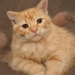 Follow @nathangloverAUS