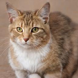 These Cats Do Not Exist