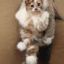 These Cats Do Not Exist