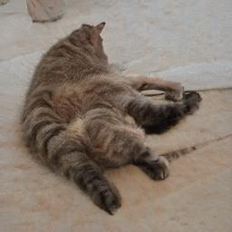 These Cats Do Not Exist