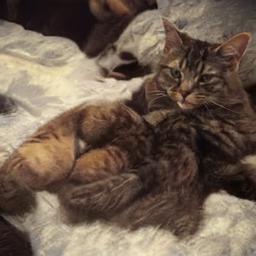 These Cats Do Not Exist