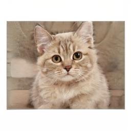 These Cats Do Not Exist