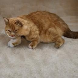 These Cats Do Not Exist