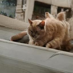 These Cats Do Not Exist