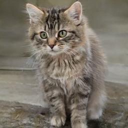 These Cats Do Not Exist