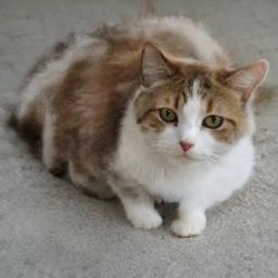 Follow @nathangloverAUS