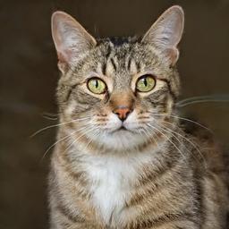 These Cats Do Not Exist