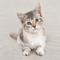 Follow @nathangloverAUS