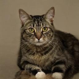 These Cats Do Not Exist