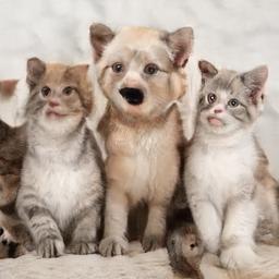 These Cats Do Not Exist