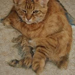 These Cats Do Not Exist