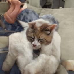 These Cats Do Not Exist