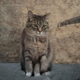 These Cats Do Not Exist