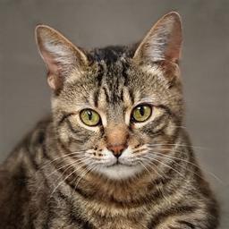 These Cats Do Not Exist