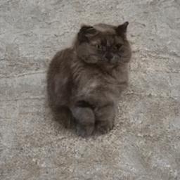 These Cats Do Not Exist