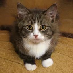 Follow @nathangloverAUS