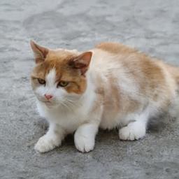 Follow @nathangloverAUS